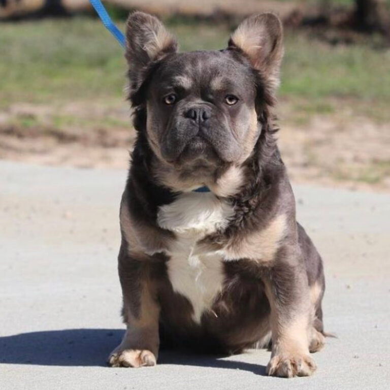 Adult for sale - Breeder of French Bulldogs, blue, chocolate, lilac ...